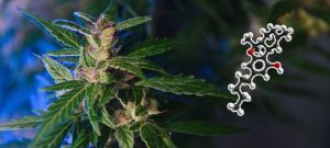 ¿Qué es el THC? Efectos y usos del tetrahidrocannabinol